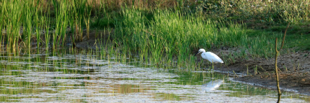 Ponds | Kent Nature