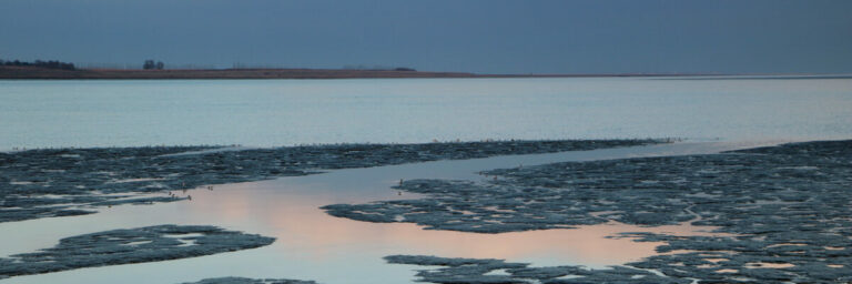 Intertidal mudflats and coastal saltmarsh | Kent Nature