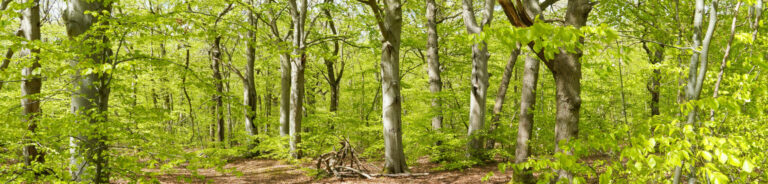 Our Strategy | Kent Nature