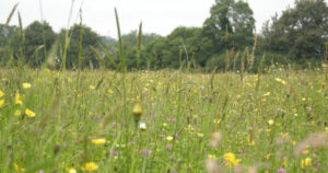 Terrestrial ecosystems, habitats and species | Kent Nature