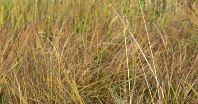 Terrestrial ecosystems, habitats and species | Kent Nature