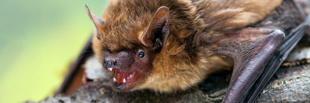 Serotine bat | Kent Nature