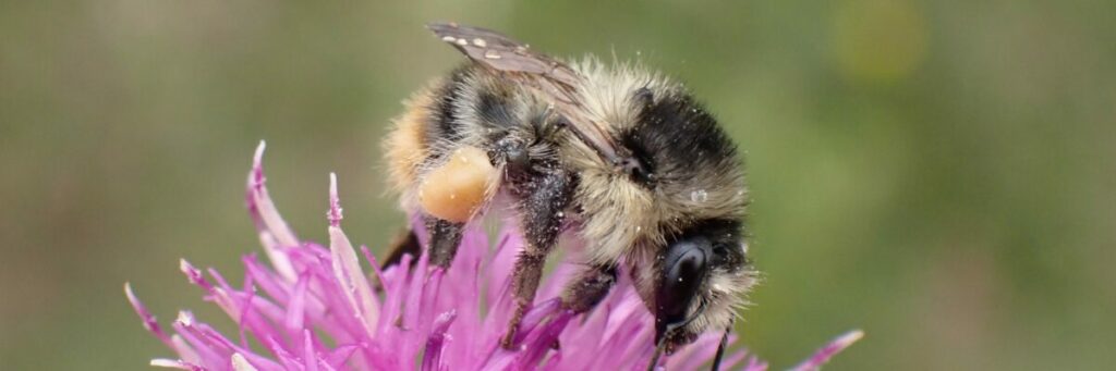 Shrill Carder Bee | Kent Nature