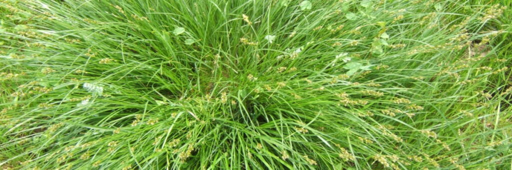 True Fox-sedge (Carex vulpine) | Kent Nature