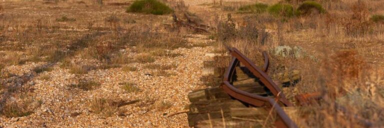 Vegetated shingle | Kent Nature