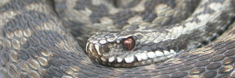 Adder | Kent Nature
