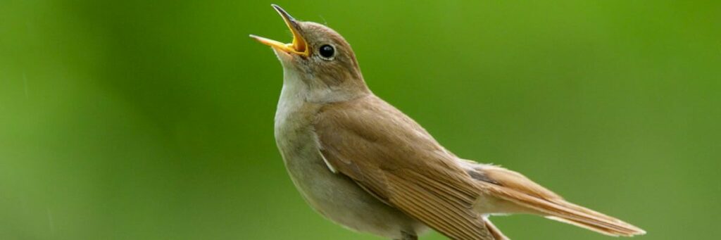 Nightingale | Kent Nature