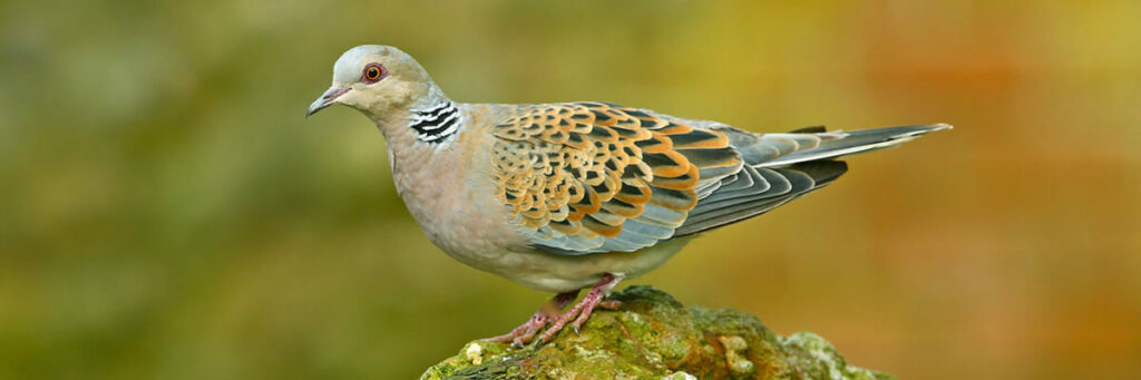 Turtle Dove | Kent Nature