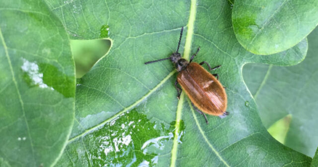 Chapter 5: The State of Kent’s Species | Kent Nature